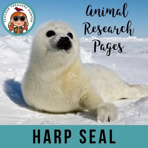 Harp Seal informational article for writing animal reports 1st grade ...