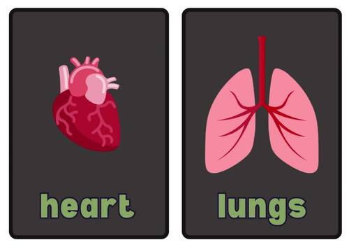 Internal Organs Simple Flashcard by professional designer | TPT