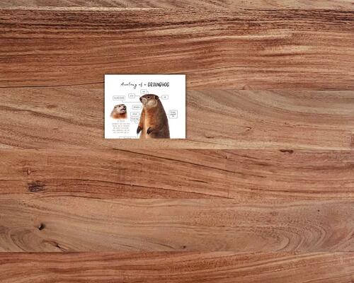 Groundhog Unit Study: Groundhog day, Anatomy, Lifecycle, Activities