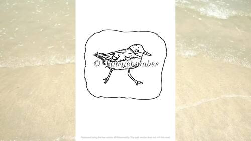 Sandplougher On The Beach Coloring Page - Fun Nature And Bird Art