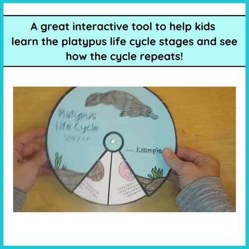 Life Cycle of a Duck-Billed Platypus | A Spinner for a Mammal or ...