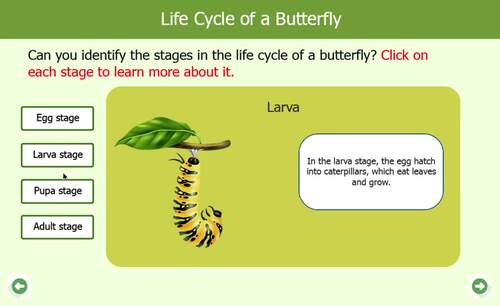 Butterfly Life-Cycle Interactive Digital Resources for 1st to 3rd Grade