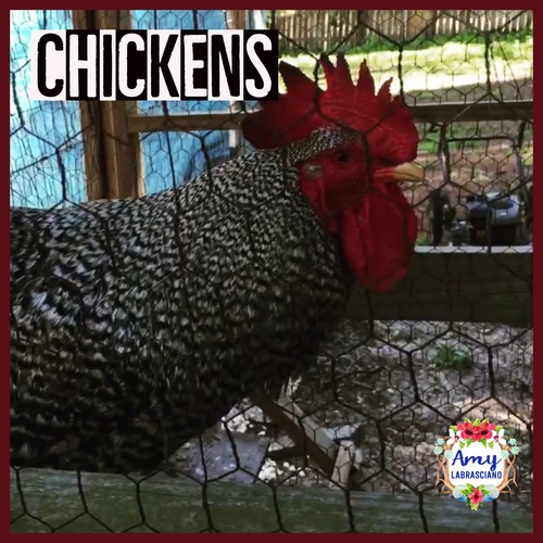 Chicken Lifecycle Videos and Chicken Reading Passages by Amy Labrasciano
