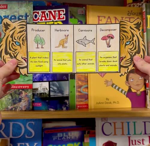 Food Chain Accordion Craft | Interactive Science Activity | TPT