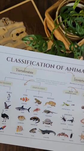 Animal classification mini study unit by BarefootChild | TPT