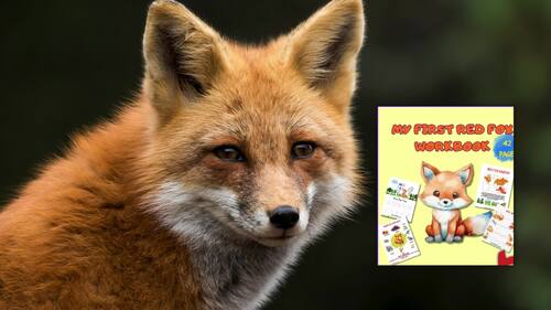Fox Workbook Forest Woodland animals worksheets Preschool science resources