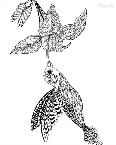 hummingbird printable coloring pages