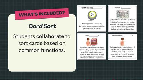 Levels of Organization in the Human Body: Full Lesson and Editable Slides