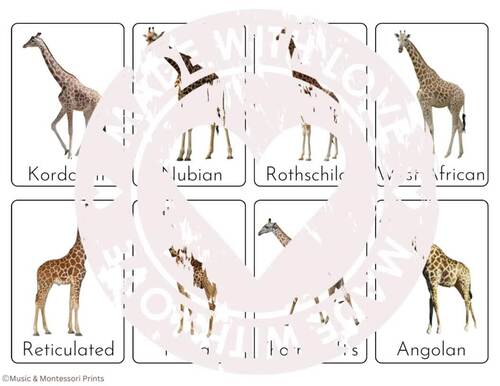Giraffes/Montessori 3 Part Cards/Informational Text/Quiz/Coloring