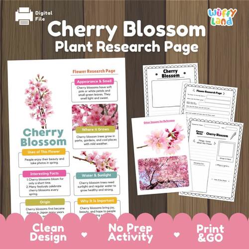 Cherry Blossom Flower Research Project Sakura Informational Writing ...