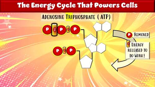 Biology Energy, Metabolism and Plants Unit PowerPoint Slideshow Bundle