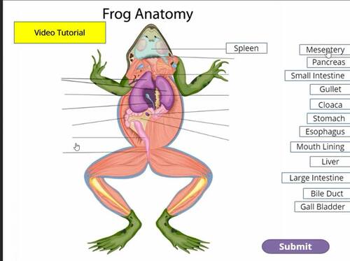 Digital Interactive Frog Dissection Google classroom, online learning
