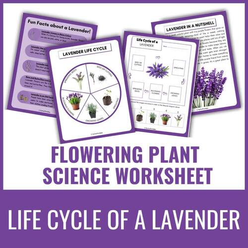 Life cycle of a Lavender Worksheet | Flowering Plant Unit Study With ...