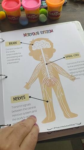 Anatomy Busy Book Quiet Book For Kids Preschool Homeschool Printable