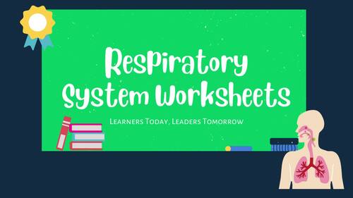Respiratory System Flow Chart For Kids