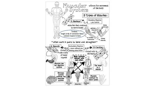 Muscular System Doodle Notes & Quiz + PowerPoint by Black-Eyed Susan ...