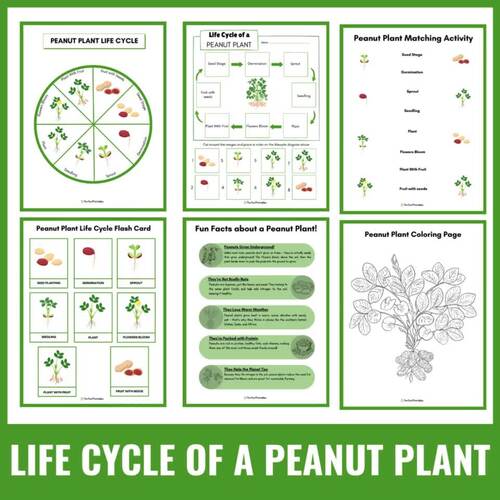 Life Cycle of a Peanut Plant Worksheet | Plant Science Activities & Fun ...