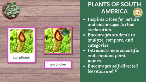 Plants and Biomes of South America Map 3 Part Cards Sort Facts Montessori