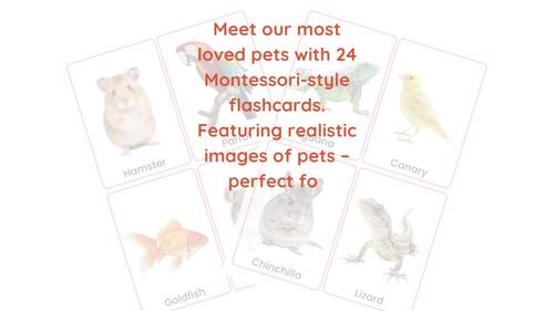 Pets Flashcards - 24 Realistic Picture Cards Educational Learning