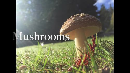 Fungi Worksheets about Mushrooms- Fun Life Science by Rebekah Sayler