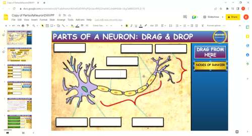 Parts Of A Neuron: Drag & Drop Worksheet: Google Slides + PPT Version