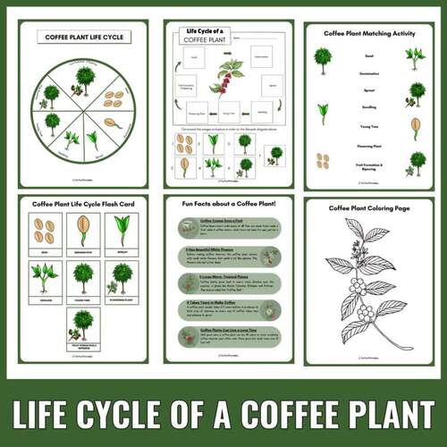 Coffee Plant Life Cycle Science Unit Study Cut paste matching ...