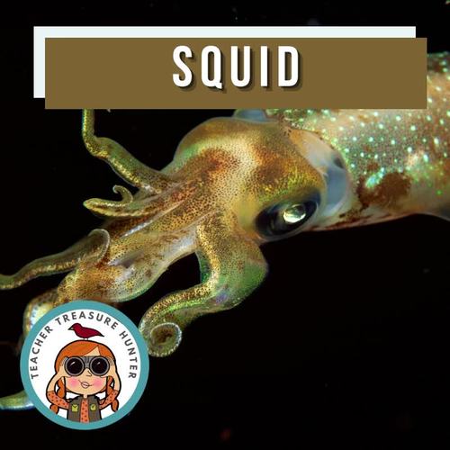 Ocean Animals Report SQUID informational article first grade second 3rd
