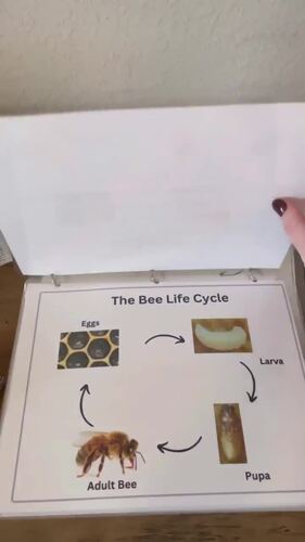 The Bee Life Cycle Digital Download Activity Learning Book | TPT