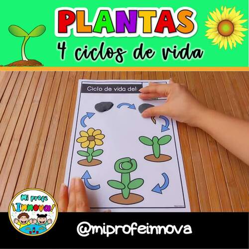Plant life cycle in spanish Play Dough - Ciclo de las plantas ...
