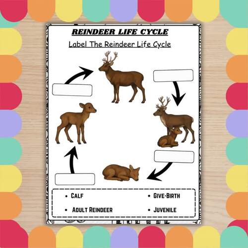 Reindeer Life Cycle | Labeling Worksheet, Winter science, Anatomy & Biology