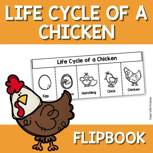 Chicken Life Cycle Flipbook Foldable Notes Mini Project Activity Worksheet