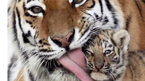 Quarter Note Scavenger Hunt- Zoo Themed- Online Music Game- Sub Friendly