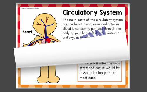 Human Body Systems Worksheets Posters My Body Activities 2nd 3rd Grade ...
