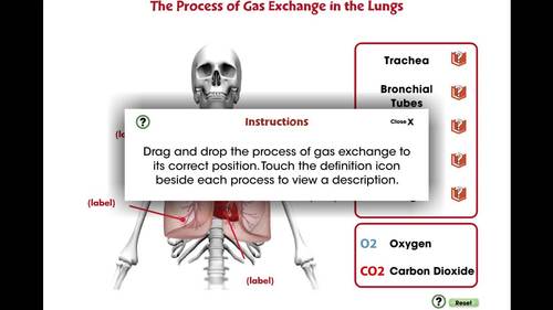 Senses,Nervous & Respiratory Systems: The Process of Gas Exchange in ...