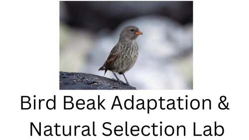 A P Biology Genetics & Evolution lab Adapt of Bird Beaks Darwin | TPT