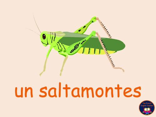 LOS INSECTOS (vocabulario) - POWERPOINT on insects vocabulary in SPANISH