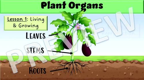 Plant Structure & Function Animated PowerPoint Slideshow | TPT