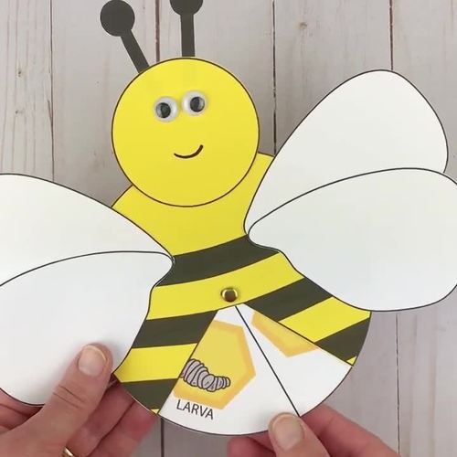 Bee Life Cycle Wheel Spinner Craft And Activity - Honey Bee Life Cycle