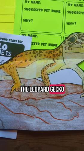 Leopard Gecko Class Pet STEM Introduction by Spunky Science | TPT