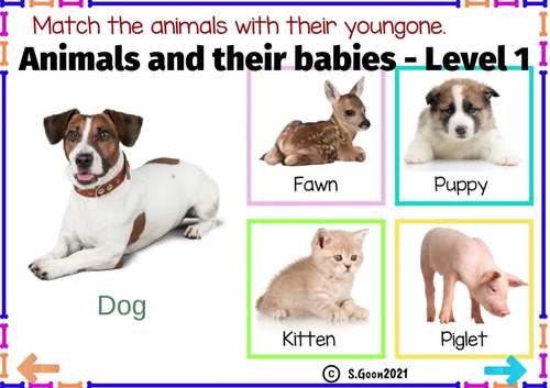 Animal Activities Boom Cards Bundle for Special Education | TPT