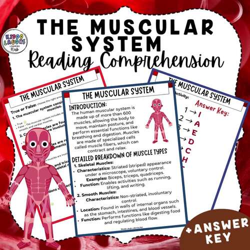 The Muscular System Reading Comprehension Worksheet | Body Systems Activity