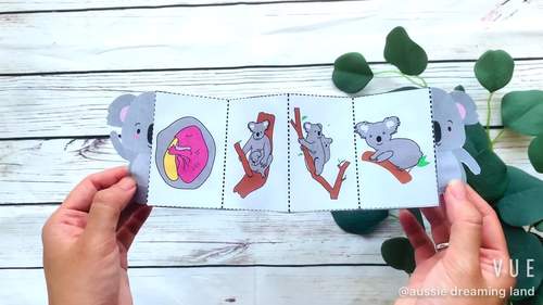 Australian Animals | Koala life cycle facts | Koala life cycle activity pack