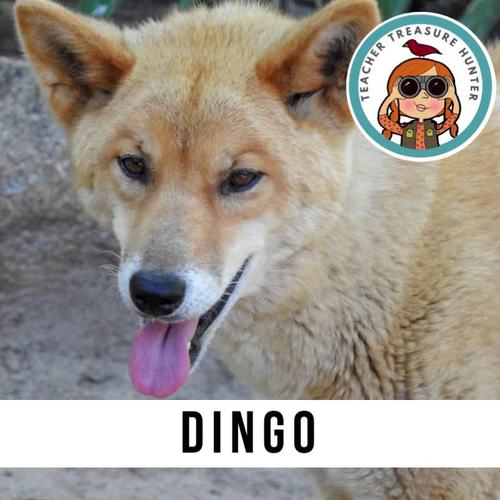 Dingo information page for desert animal research by Teacher Treasure ...