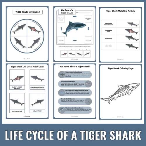 Tiger Shark Life Cycle | Ocean Marine Animals Science Activities & Fun ...
