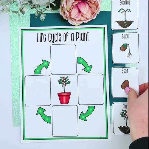 All About Plants Science Centers with Plant Diagrams & Booklet - Garden ...