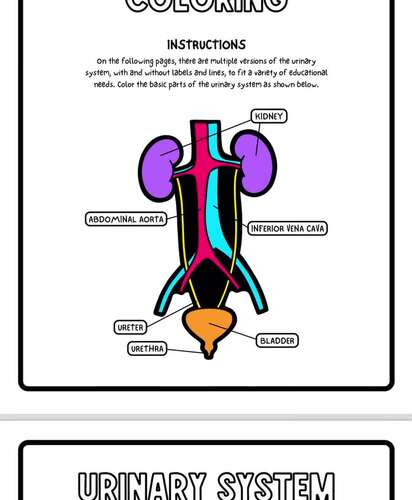 Urinary System Coloring Pages, Human Body Anatomy Diagram Biology Science