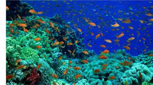 Quarter Note Scavenger Hunt- Ocean Themed- 3 Levels/Games Included-75 Q's