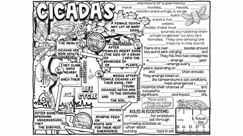 Cicadas Doodle Notes & Quiz (PDF & Google Form) | Life Cycle, Roles in ...