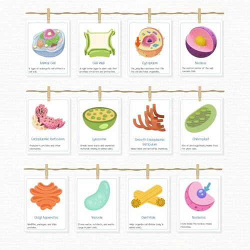 Cell Organelles Flashcards for Kids – Cute Biology PDF Set, Science ...