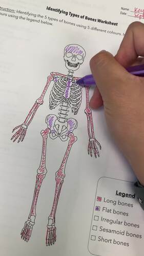 PSK4U Kinesiology Anatomy and Physiology Unit (Printable Worksheet Bundle)